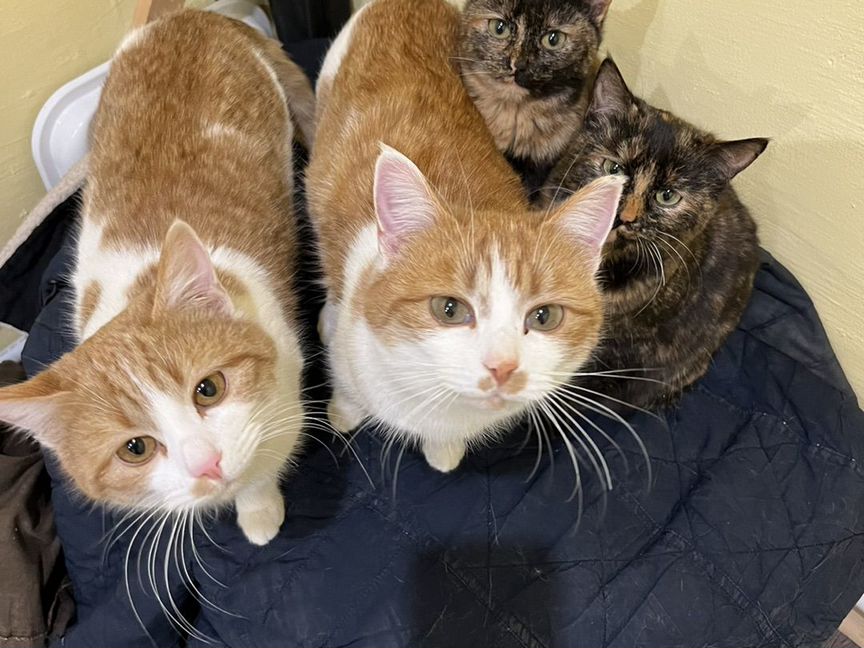 Ищем заботливых родителей