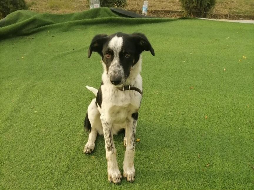 Красивый щеночек