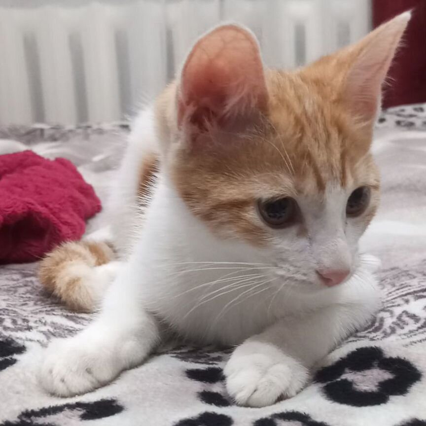 Отдам даром котика