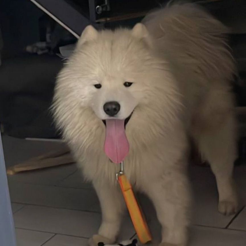 Самоед мальчик