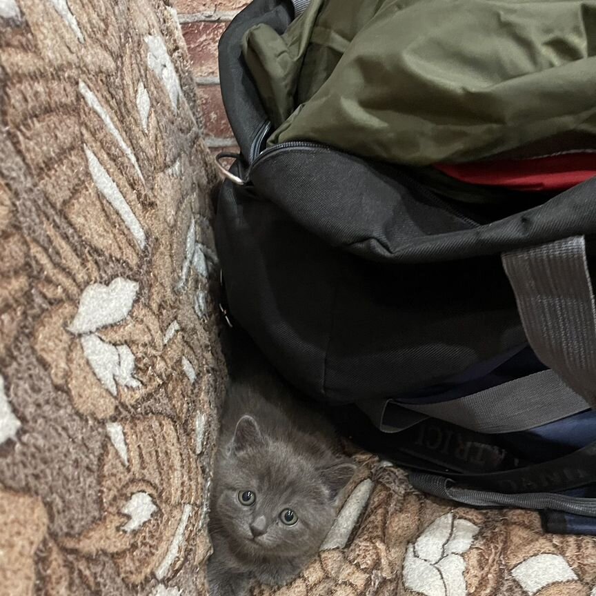 Кошечка