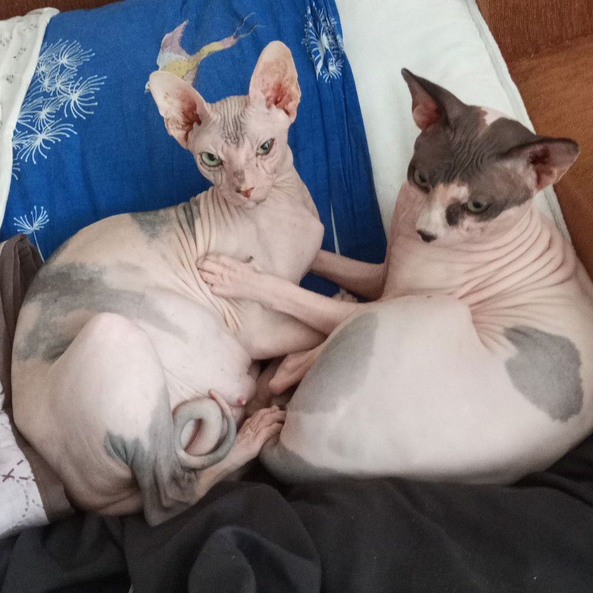 Донской сфинкс котята