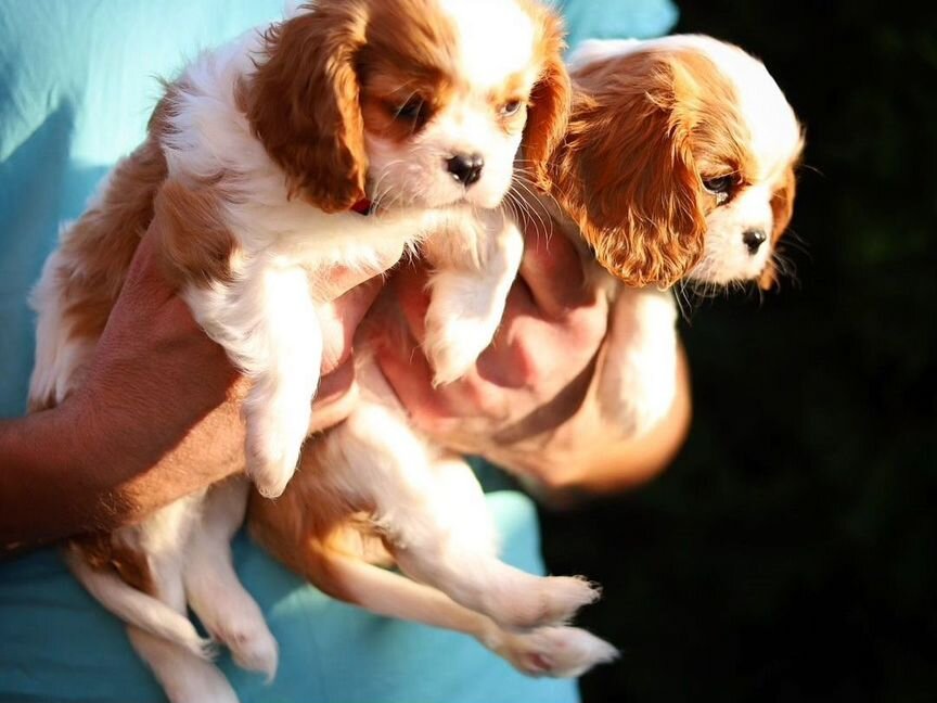 Кавалер Кинг чарльз спаниель