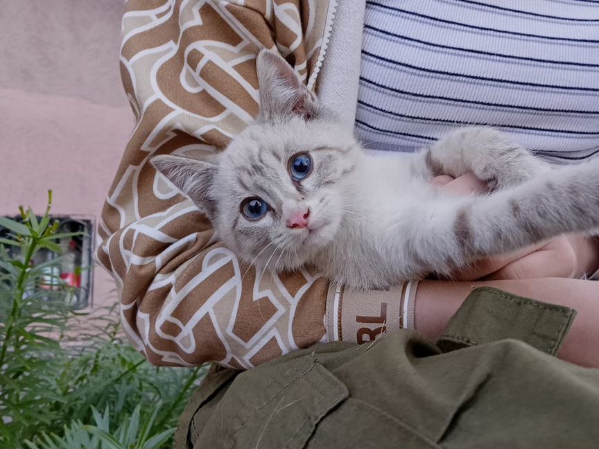 Котёнок