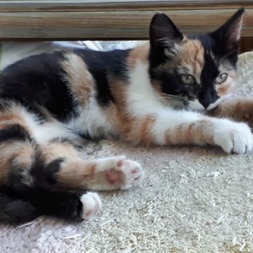 Котенок в добрые руки