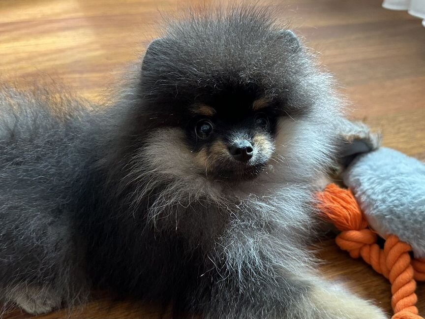 Померанский шпиц черно-подпалый мальчик