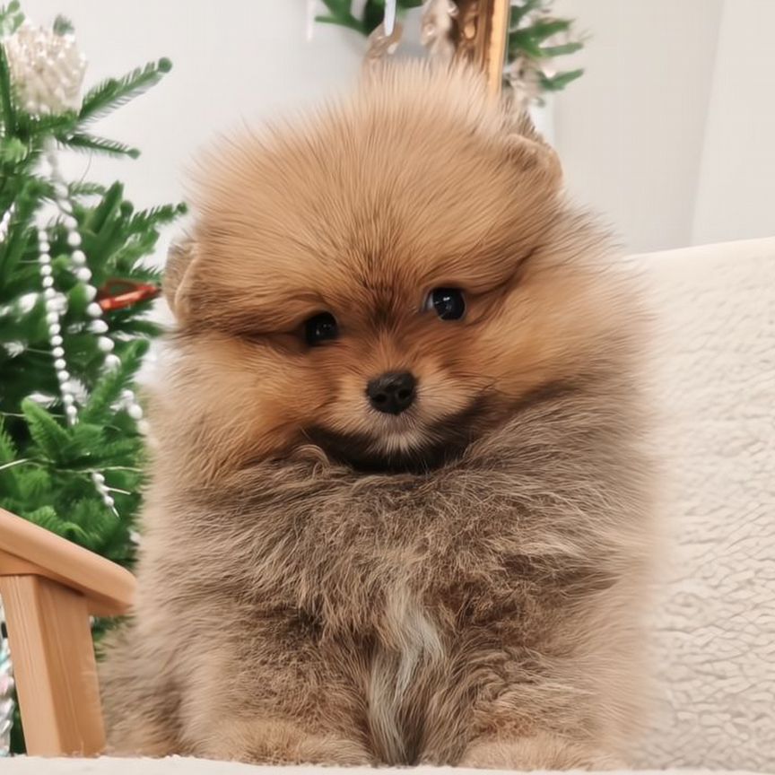 Померанский шпиц, щенок