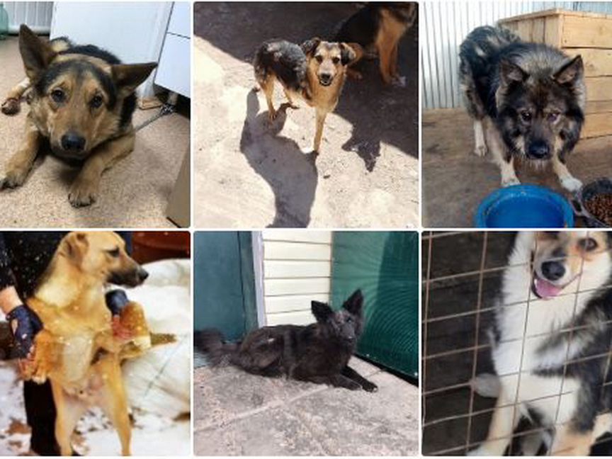 Особенные собаки