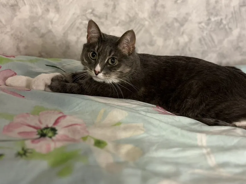 Кошачья утварь бронь