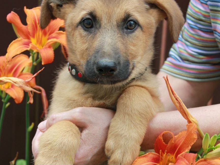 Милашки щеночки