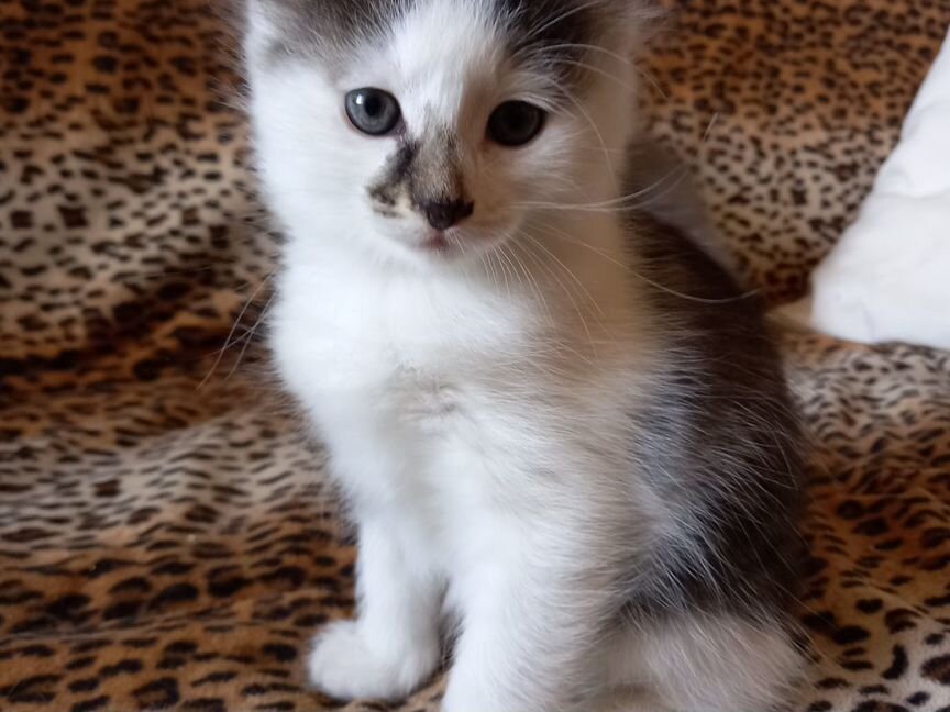 Котята в добрые руки бесплатно