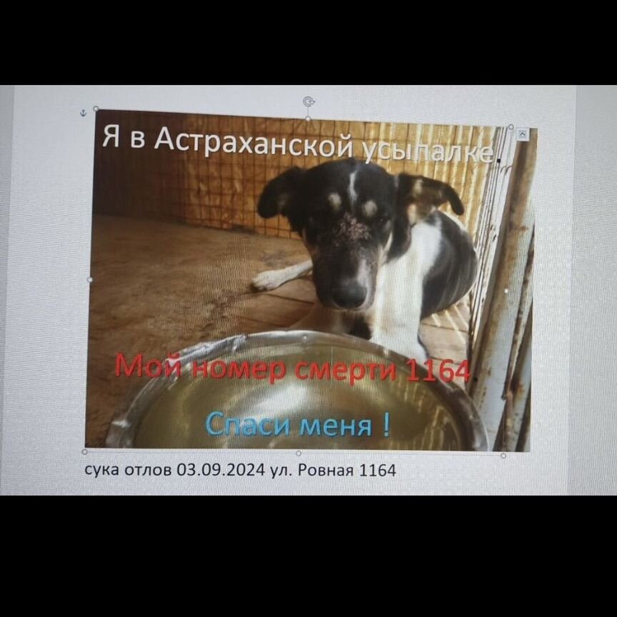 Спасите от смерти