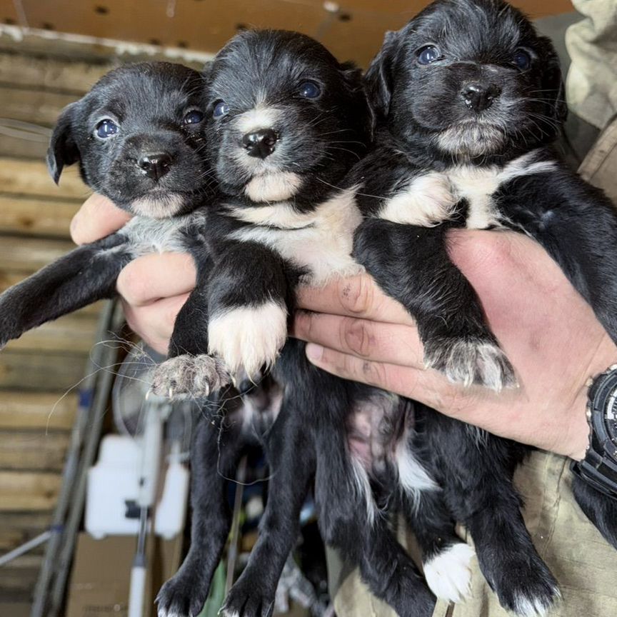 Русский охотничий спаниель, щенок