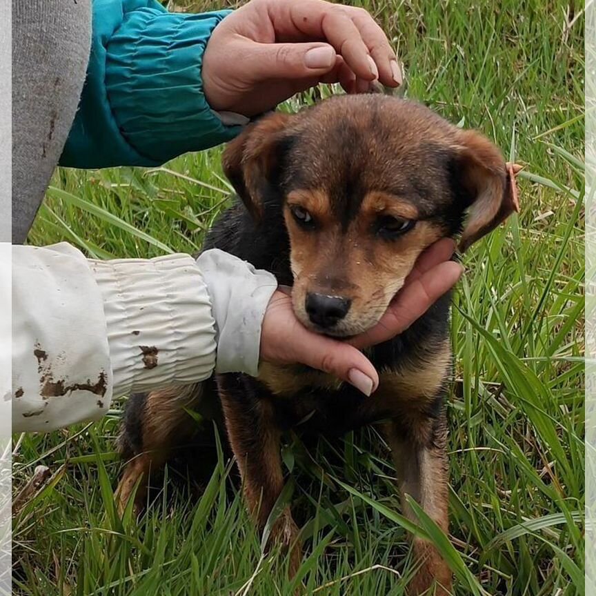 Щенок в добрые руки