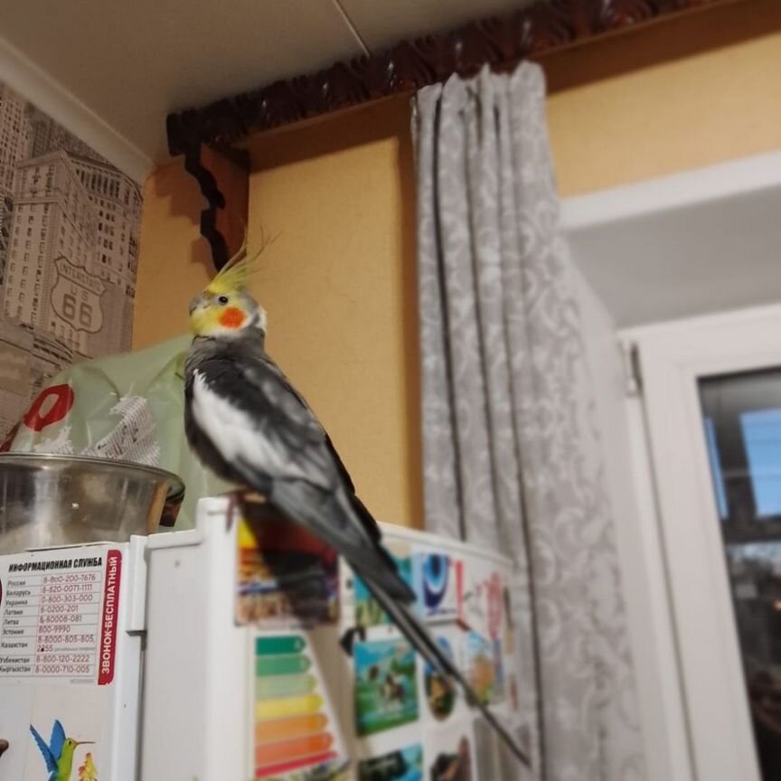 Попугай Корелла с клеткой(мальч, беспл)