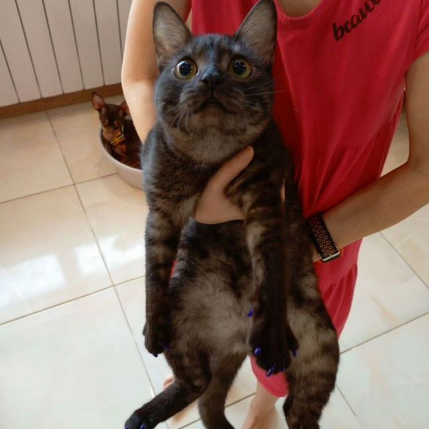 Отдаётся кошечка пoбыстpee