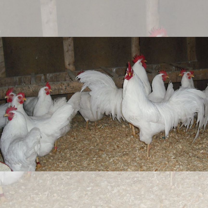 Куры молодки несушки белый леггорн