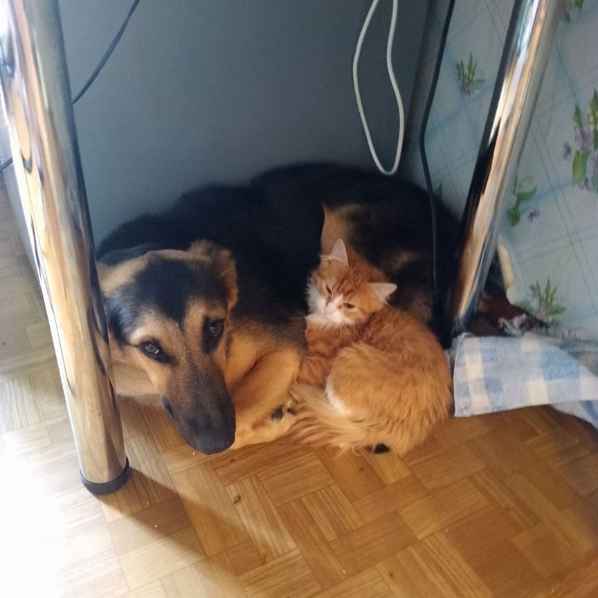 Немецкая овчарка продам