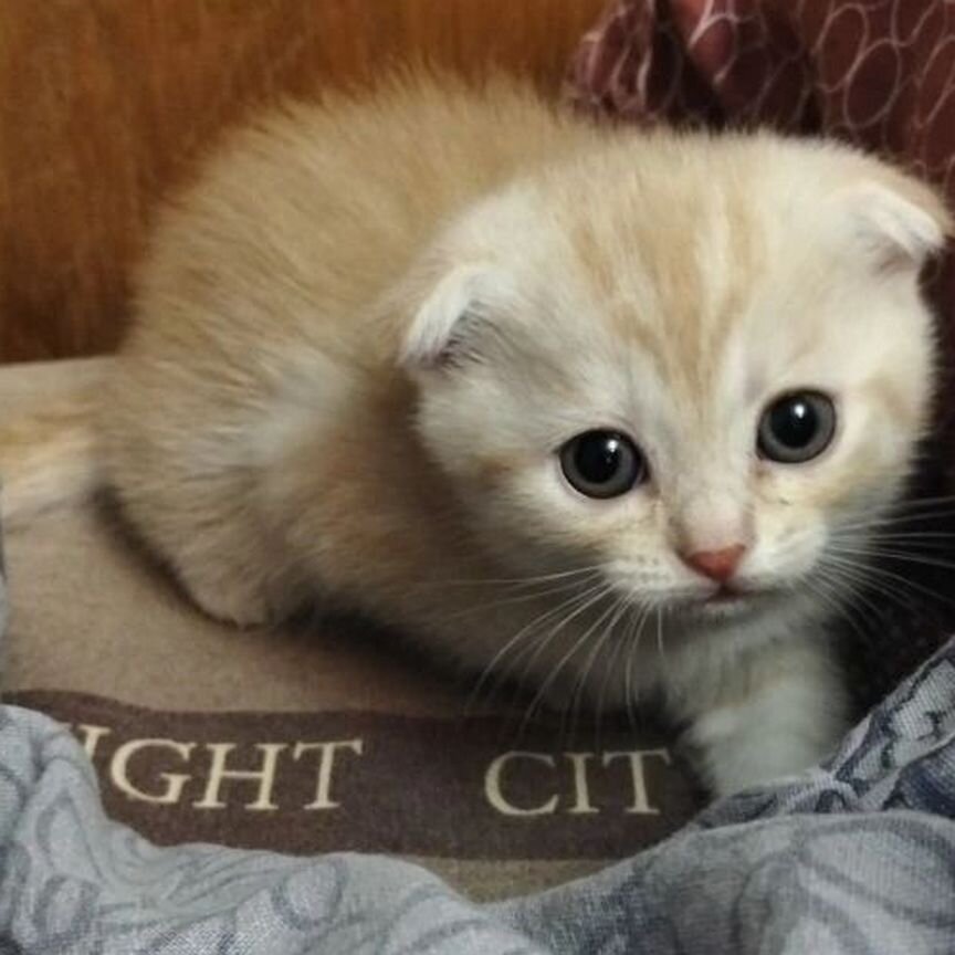 Шотландский вислоухий короткошёрстный котёнок