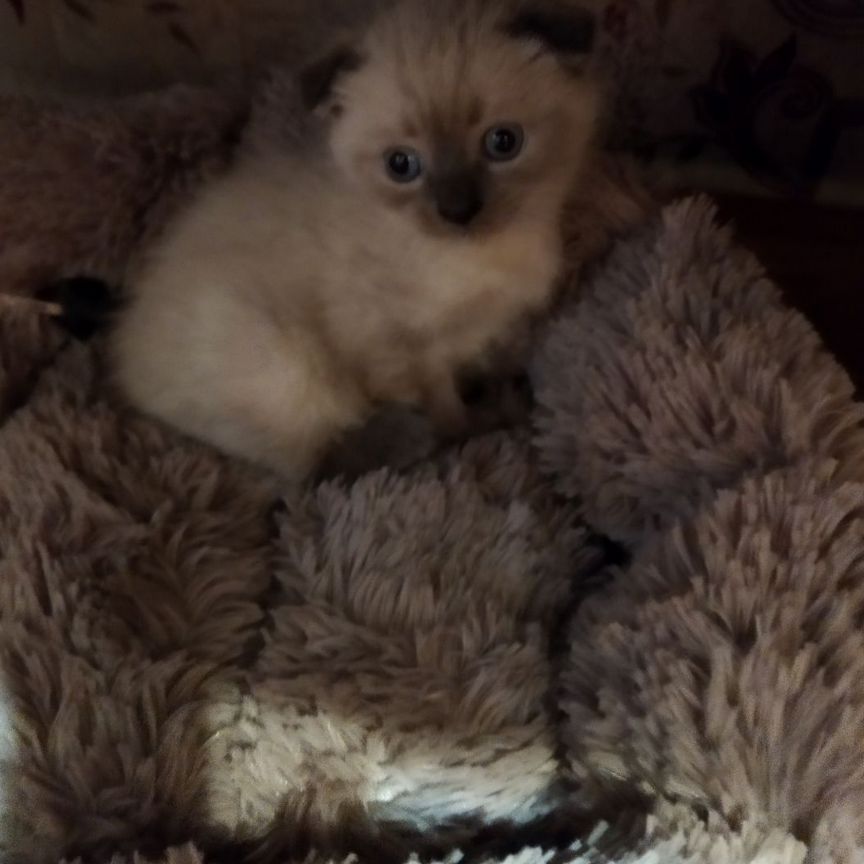 Кошки породистые