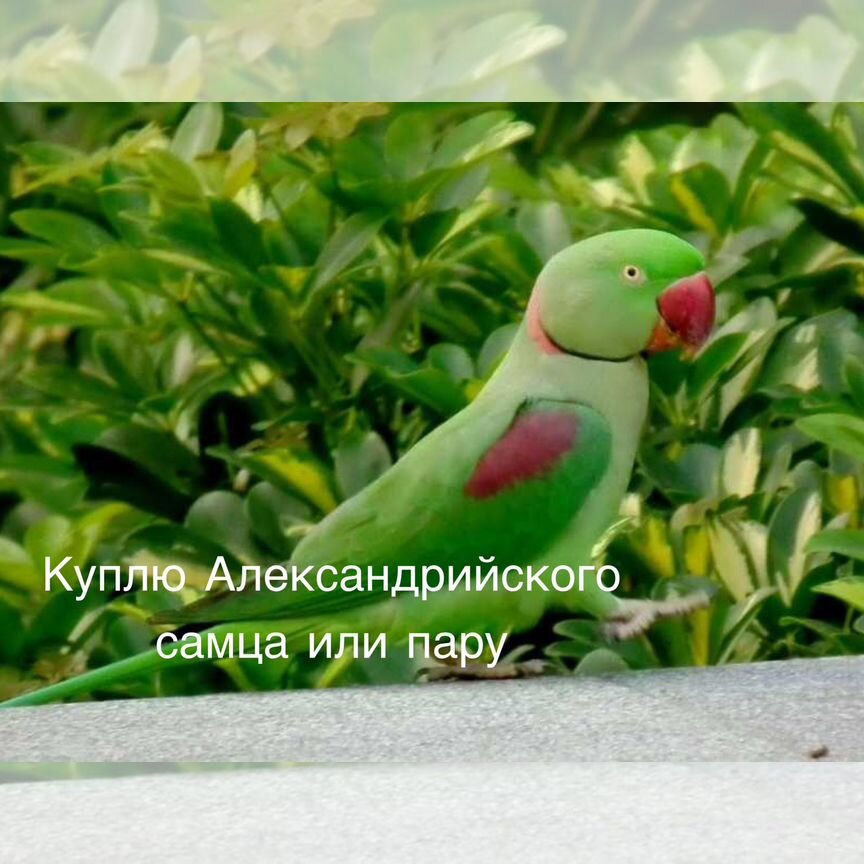 Александрийский попугай