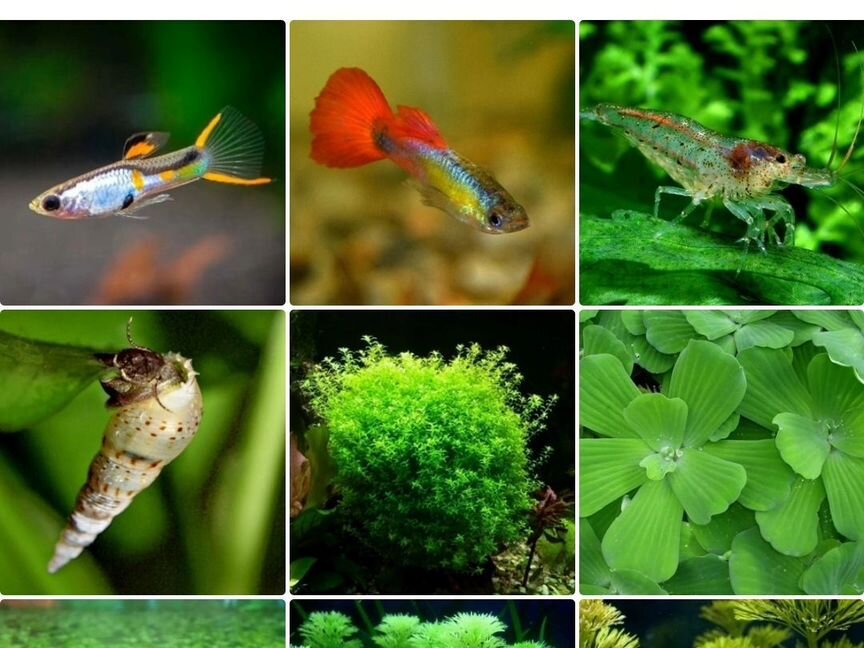Разные наборы гуппи, растения, улитки