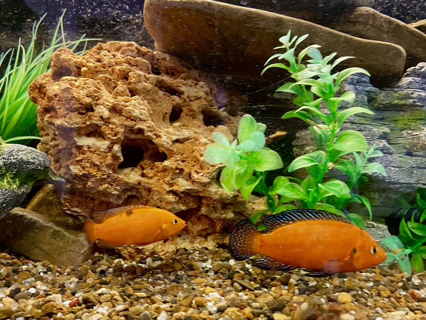 Аквариумные рыбки