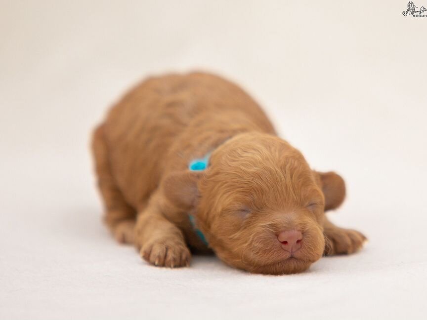 Щенки той пуделя