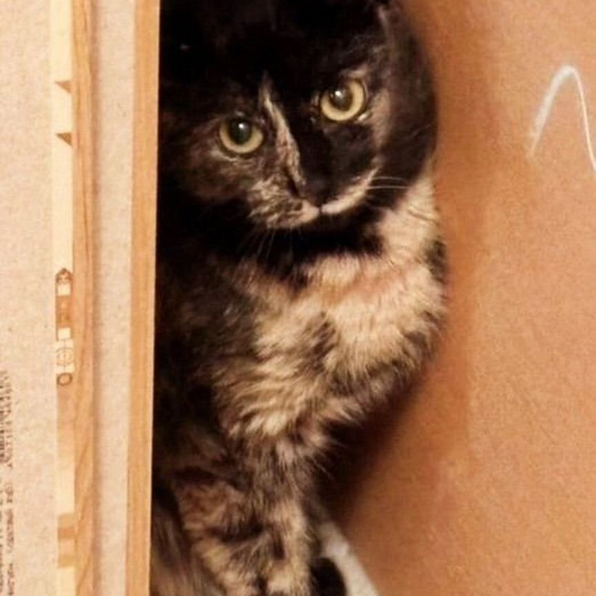 Кошка в добрые руки