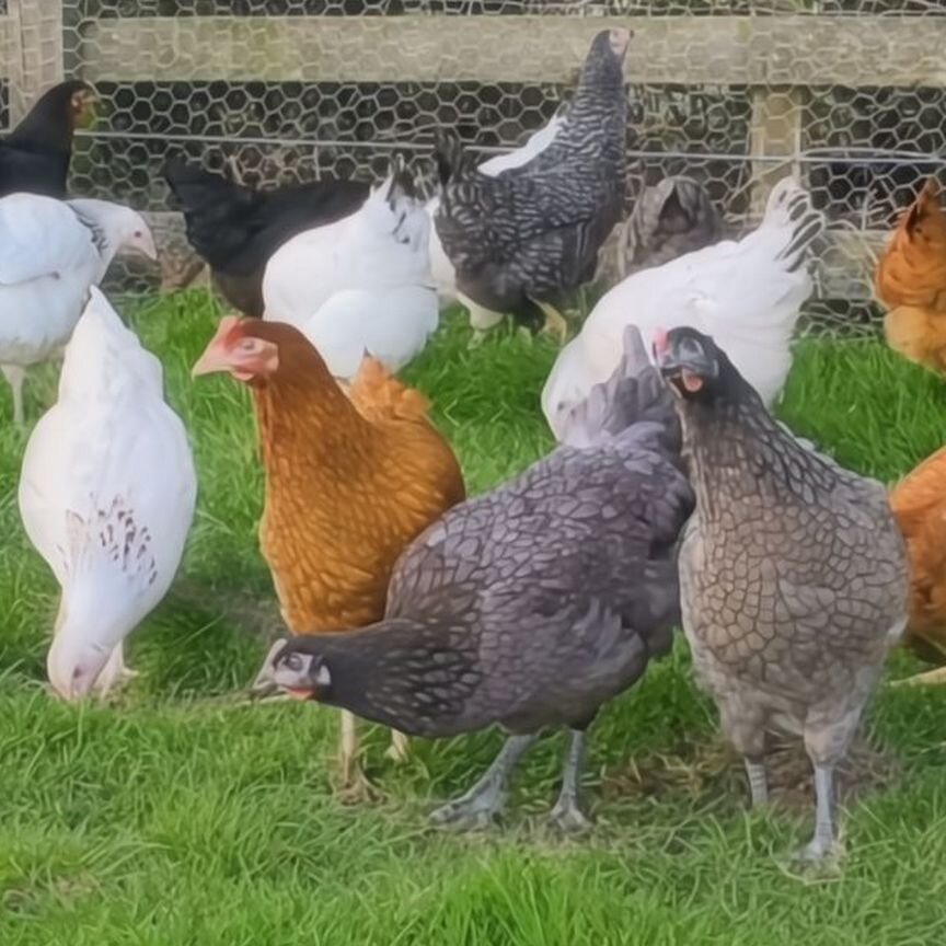 Куры несушки