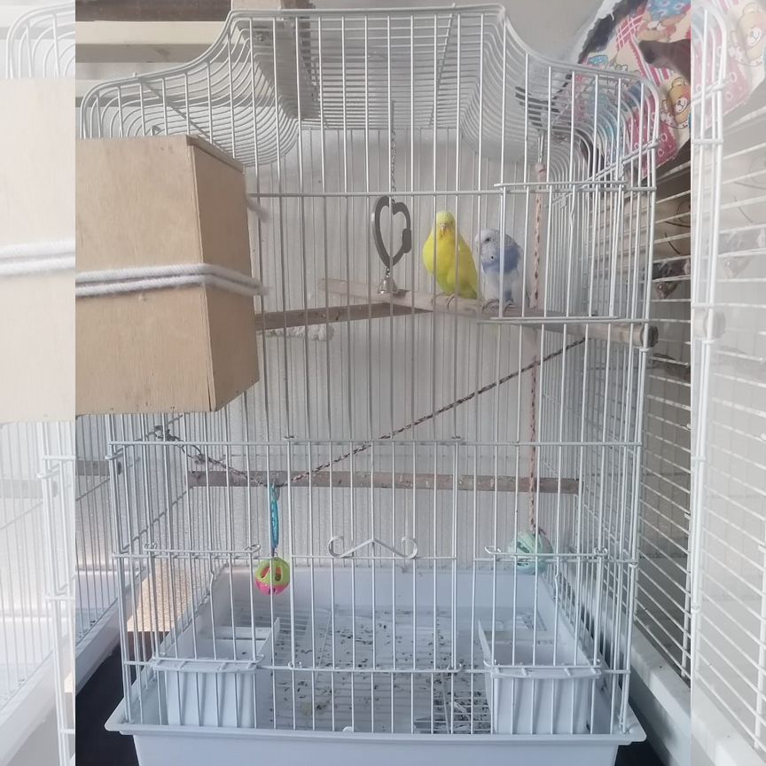 Волнистый попугай с клеткой