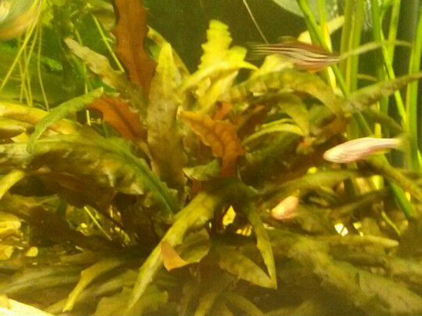 Аквариумные растения