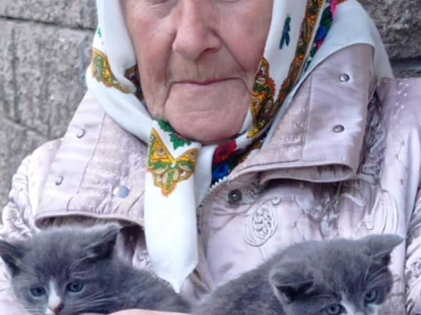 Котята в добрые руки