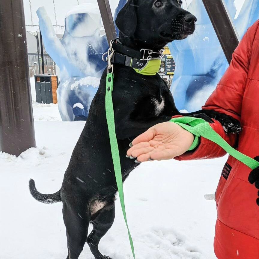Щенок подросток ищет дом
