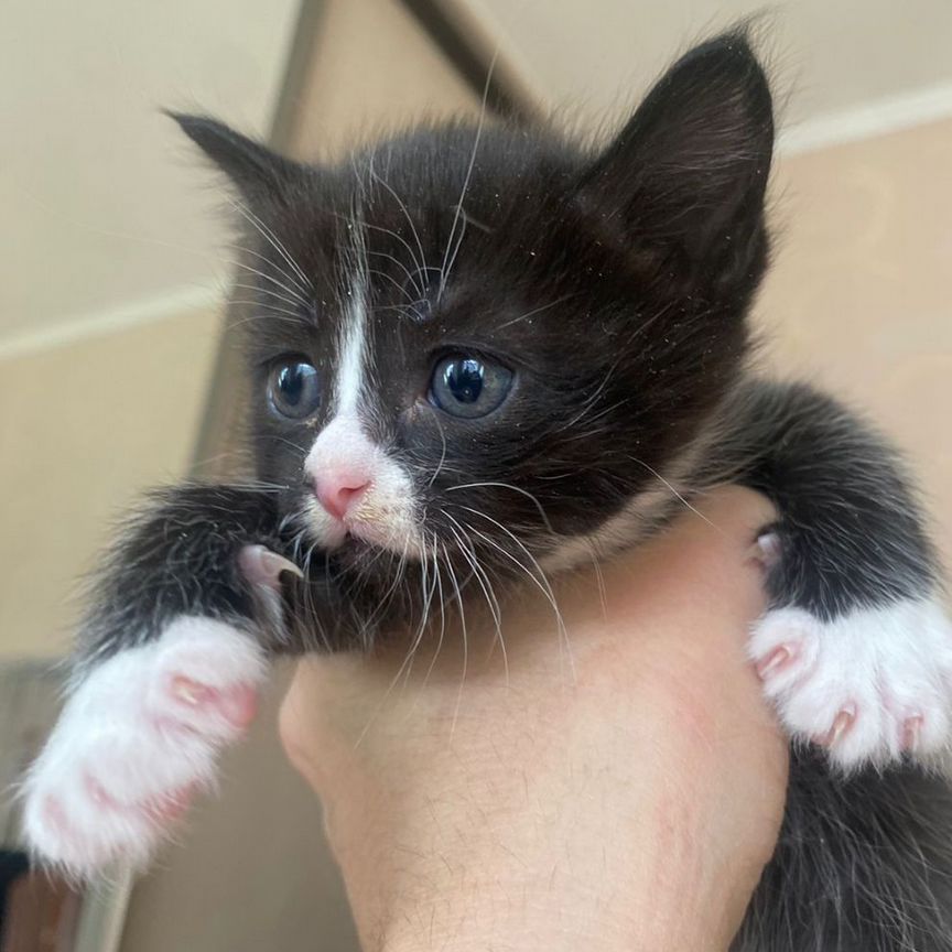 Котёнок в добрые руки