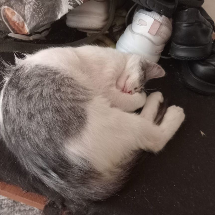 Отдам в добрые руки