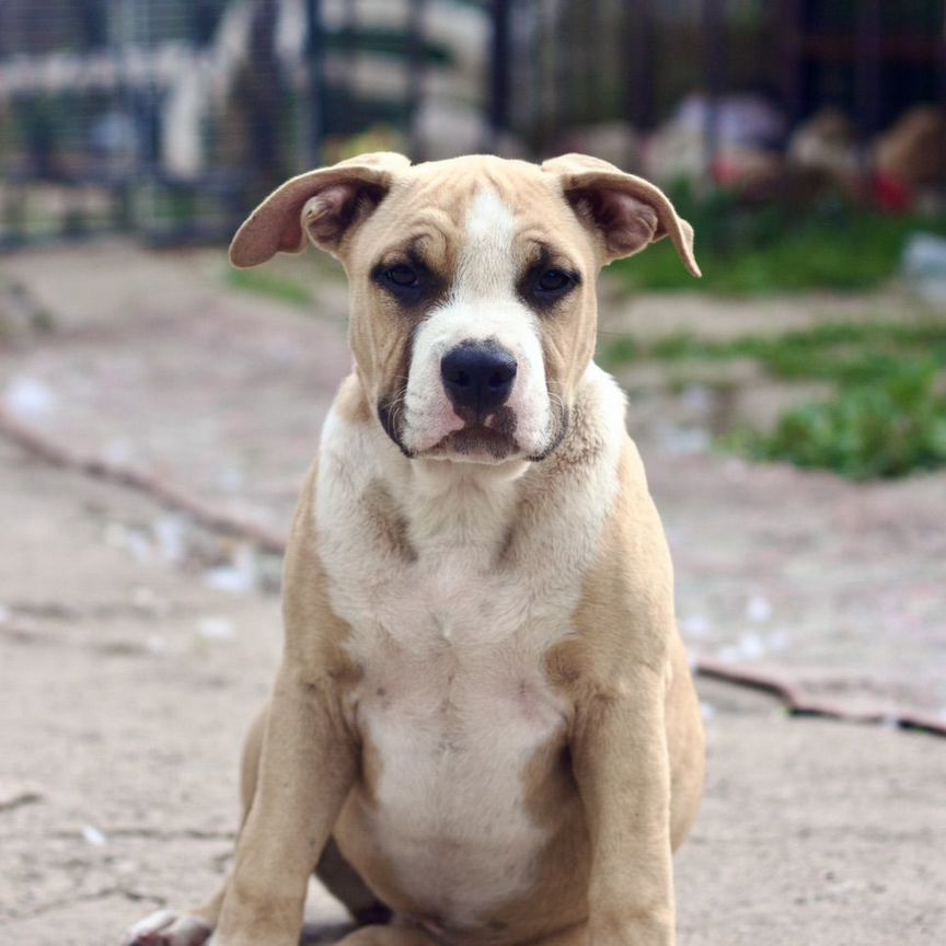 Шикарная рыжая красотка амстаффа