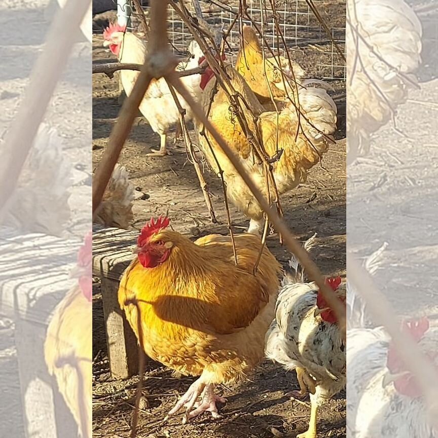 Петух орпингтон палевый