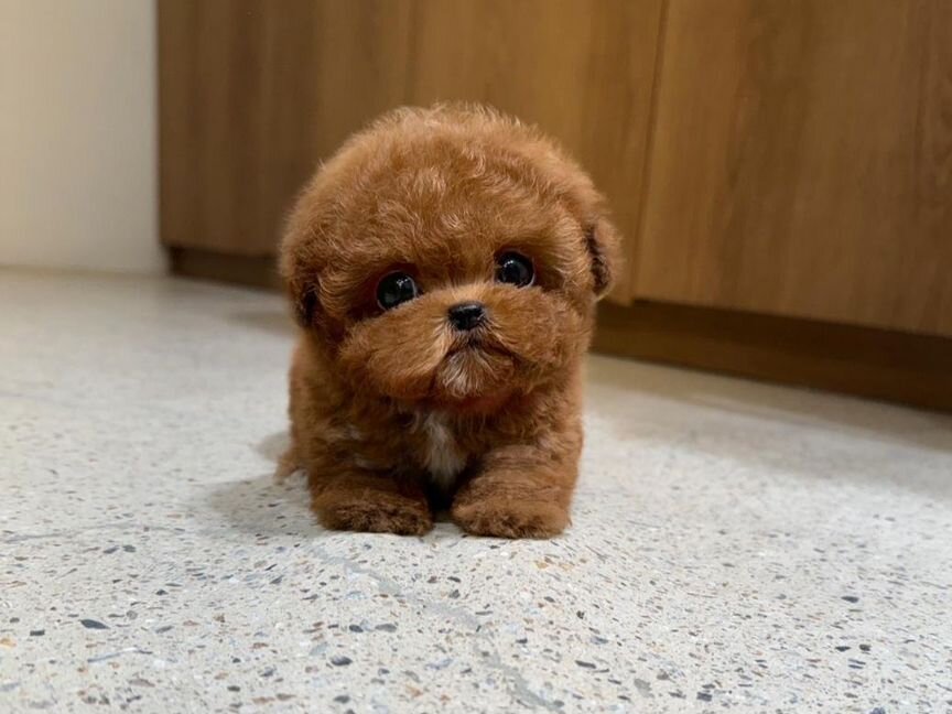 Той-пудель Тедди дог Мальтипу из Кореи