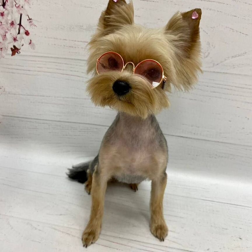 Продам девочку Йорка