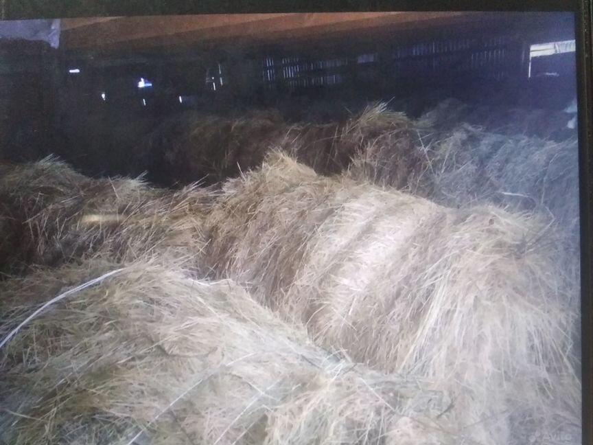 Продам сено в рулонах 120 пресс. Самовывоз