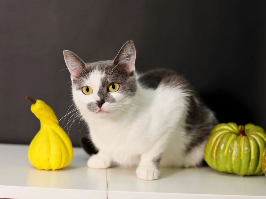 Тыковка в поисках котородителей