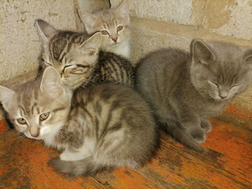 Домашние животные котята