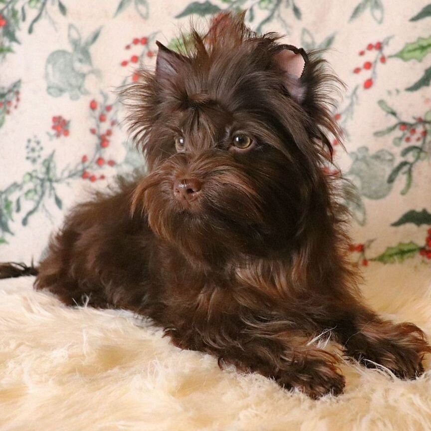 Йорочка шоколадка