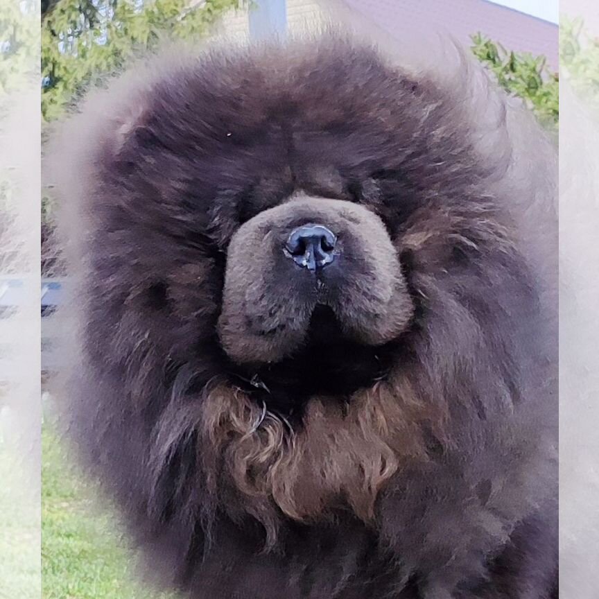 Чау-чау, вязка