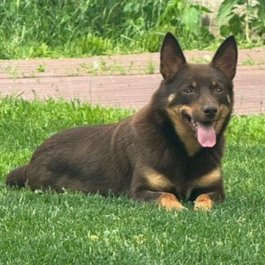 Щенок в добрые руки бесплатно