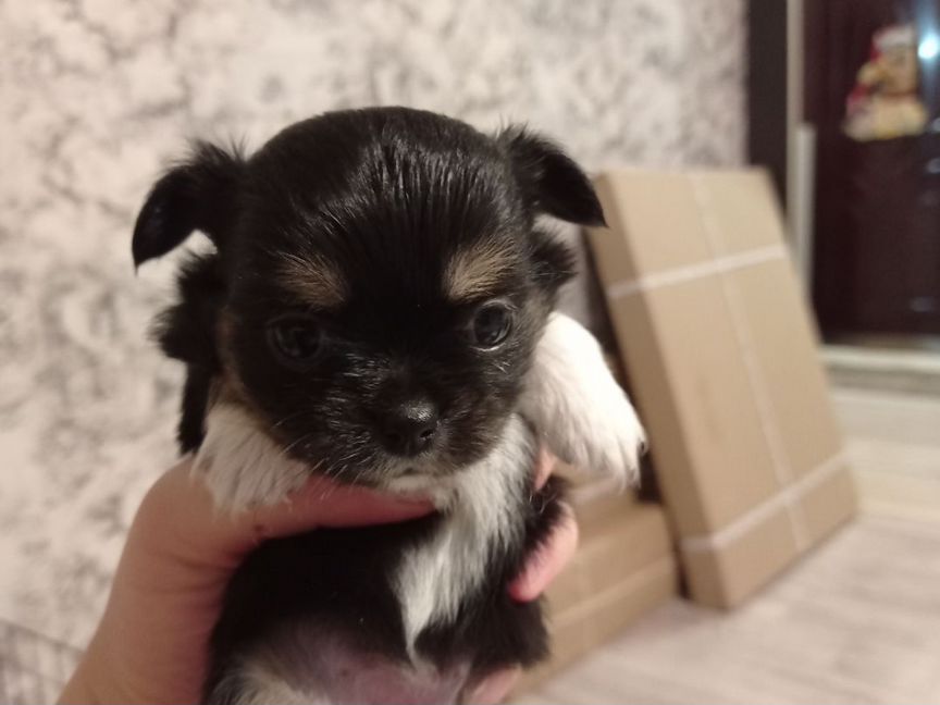 Щенки чихуахуа