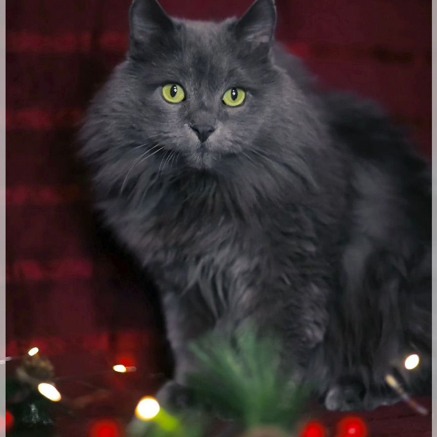 Мотя- ласковый и нежный кот