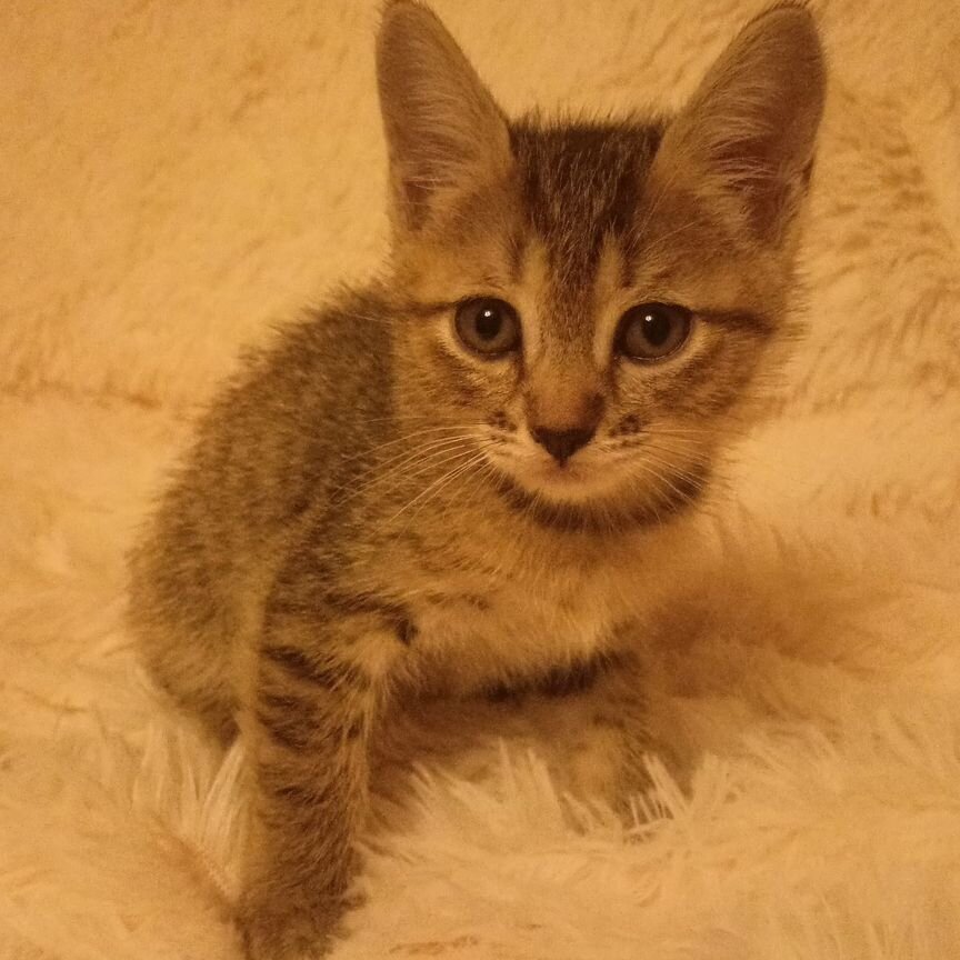 Котёнок в добрые руки