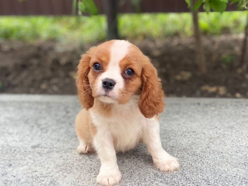 Кавалер Кинг Чарльз Спаниель девочка шоу-класса